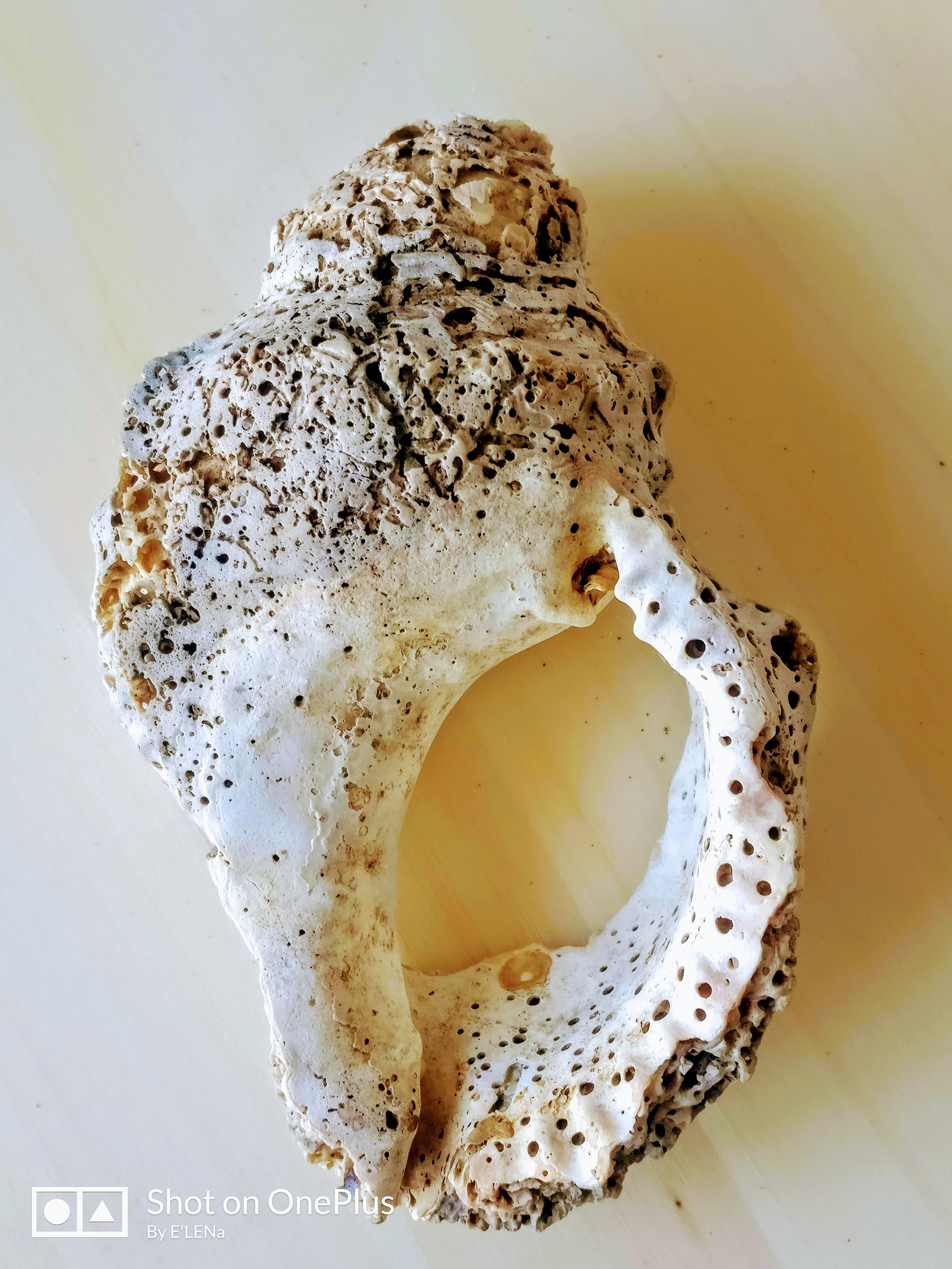 Medium Antique Broken Conch Shell. Beach Decor. Collectible - Etsy