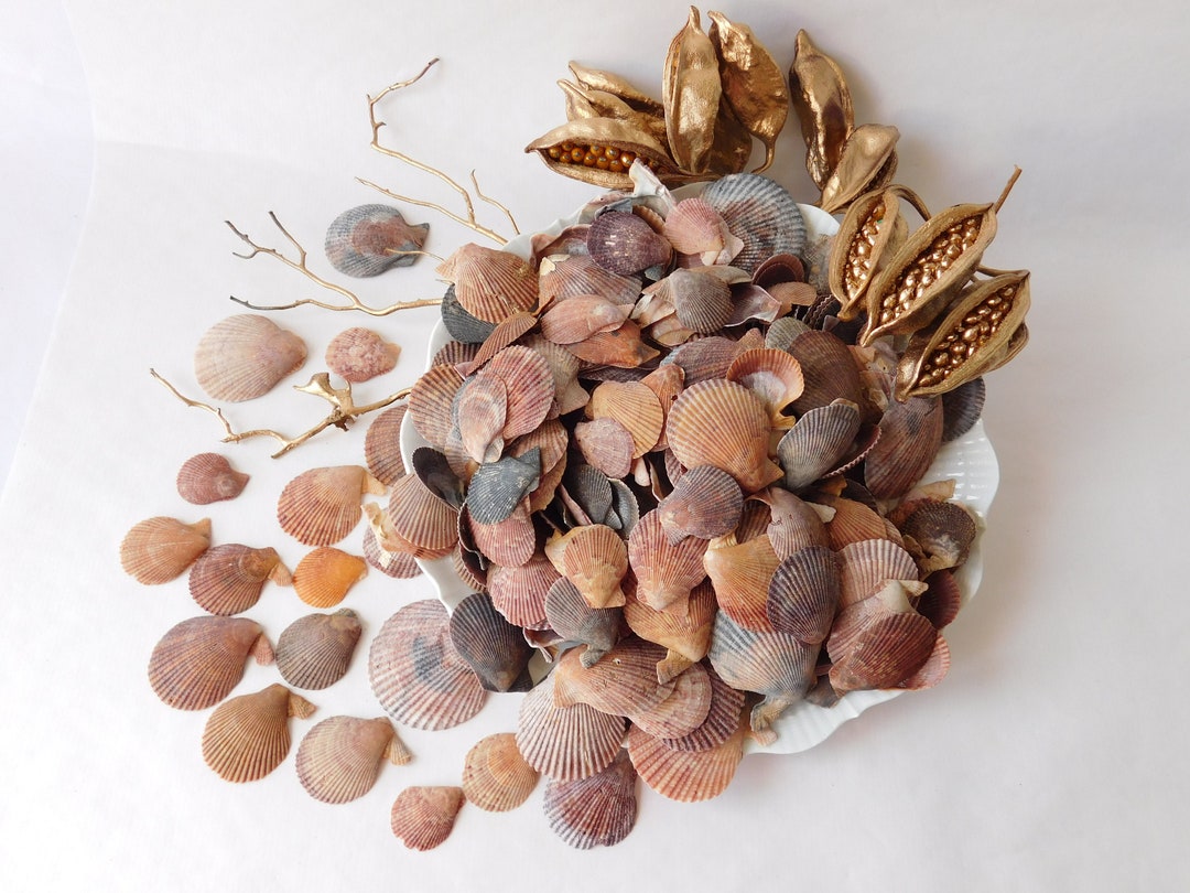 260 Colored Pectin Shells 1.2"- 2.5". Colorful Pectin Shells. Natural ...