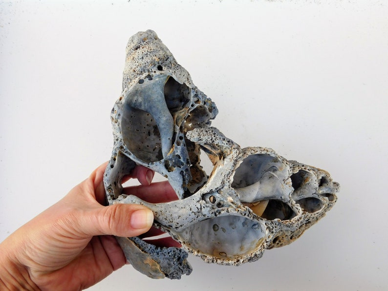 Two Large Antique Broken Conch Shell Beach Decor. Collectible - Etsy