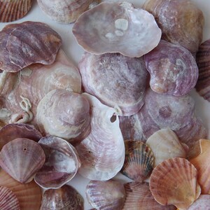 300 Mosaic Pink Shells Set. Pink Mini Sea Scallop Shells. Pink Sea ...