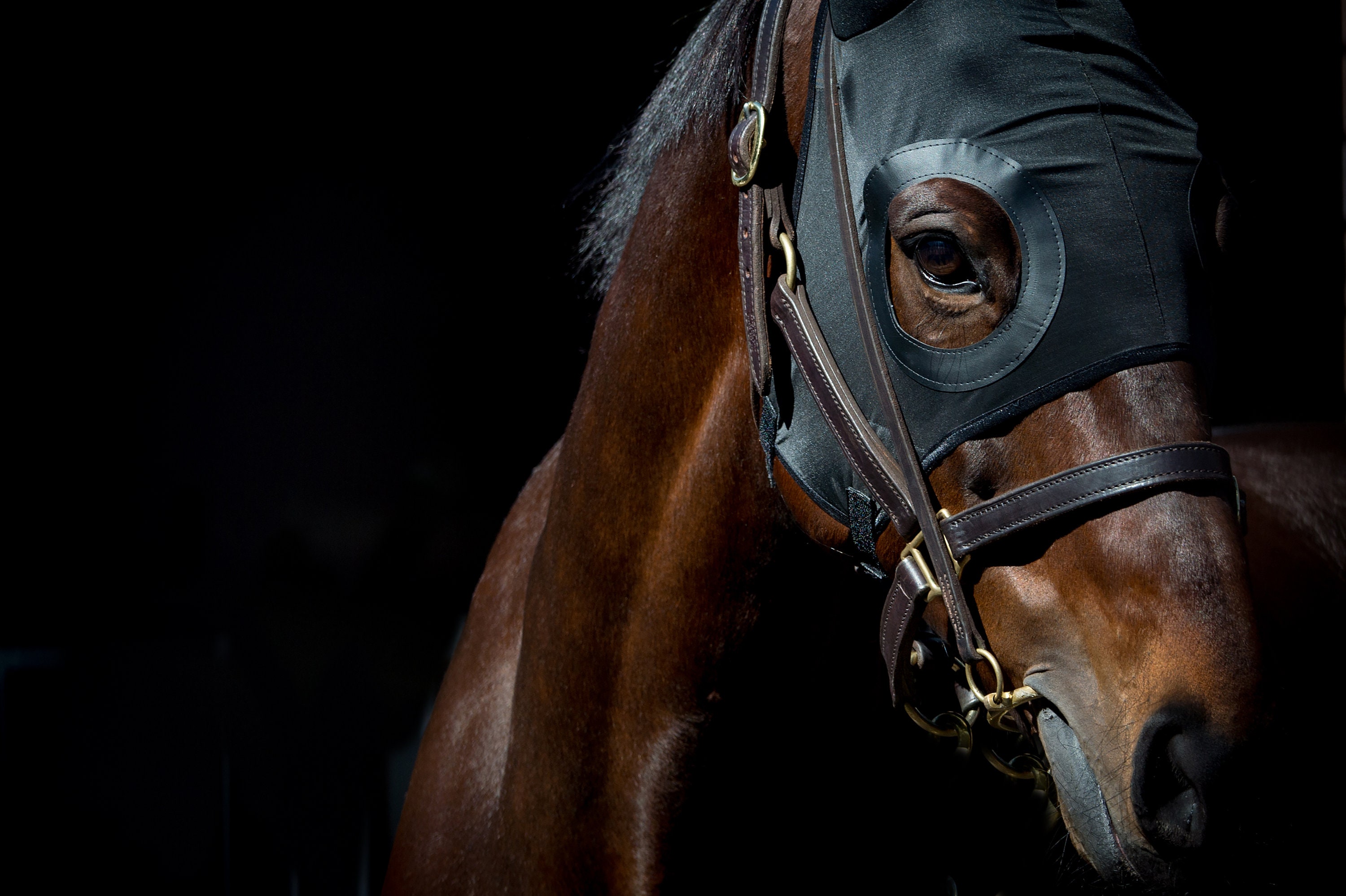 Winx Horse Winx Racehorse Horse Photographs Equine - Etsy Australia