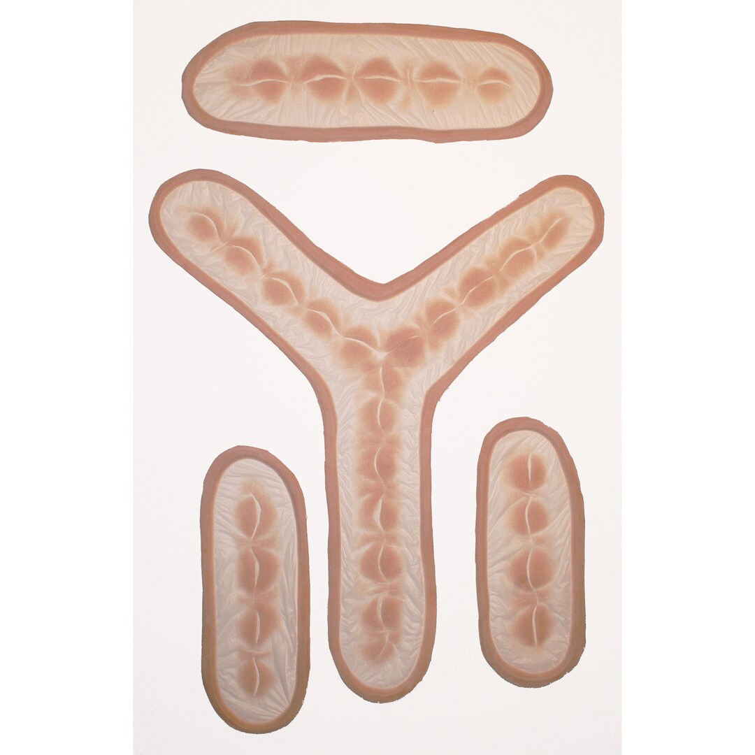 Y Incision Autopsy Scar Prosthetic Set // Encapsulated Silicone ...