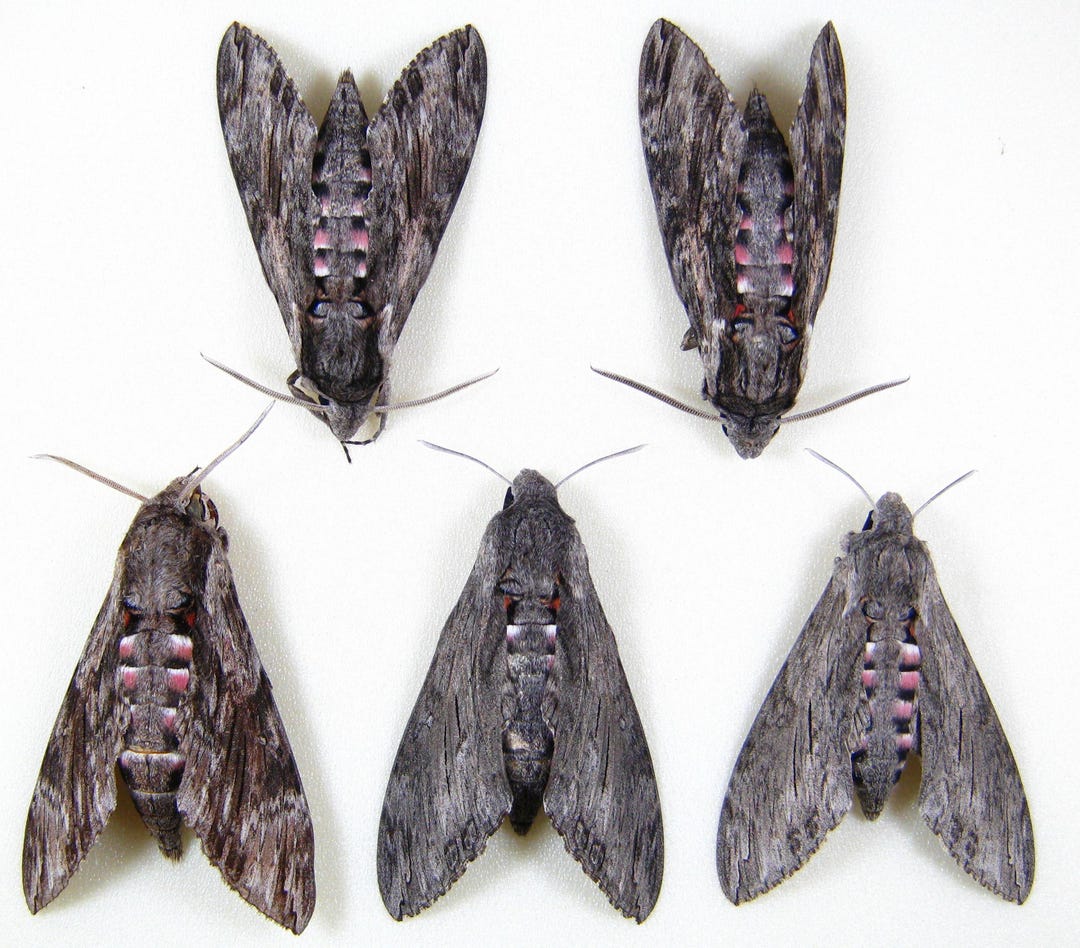 Sphingidae Agrius Convolvuli. 5 Hawk Moths in the Lot Unmounted Butterfly. - Etsy