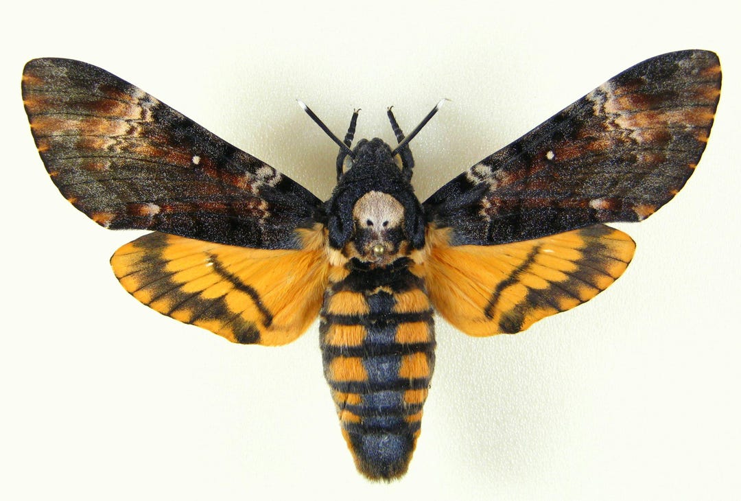Sphingidae Acherontia Atropos. 106 Mm. Hawk Moth Death's Head Mounted ...