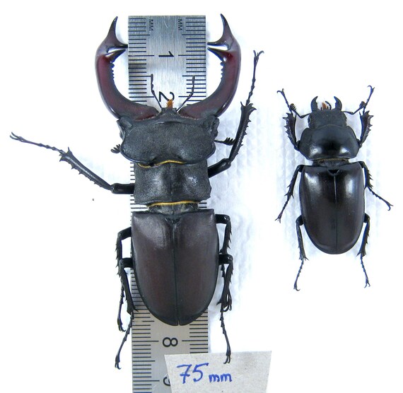 Lucanidae Lucanus Cervus. Big Pair. Male 75mm. Female 38mm. - Etsy