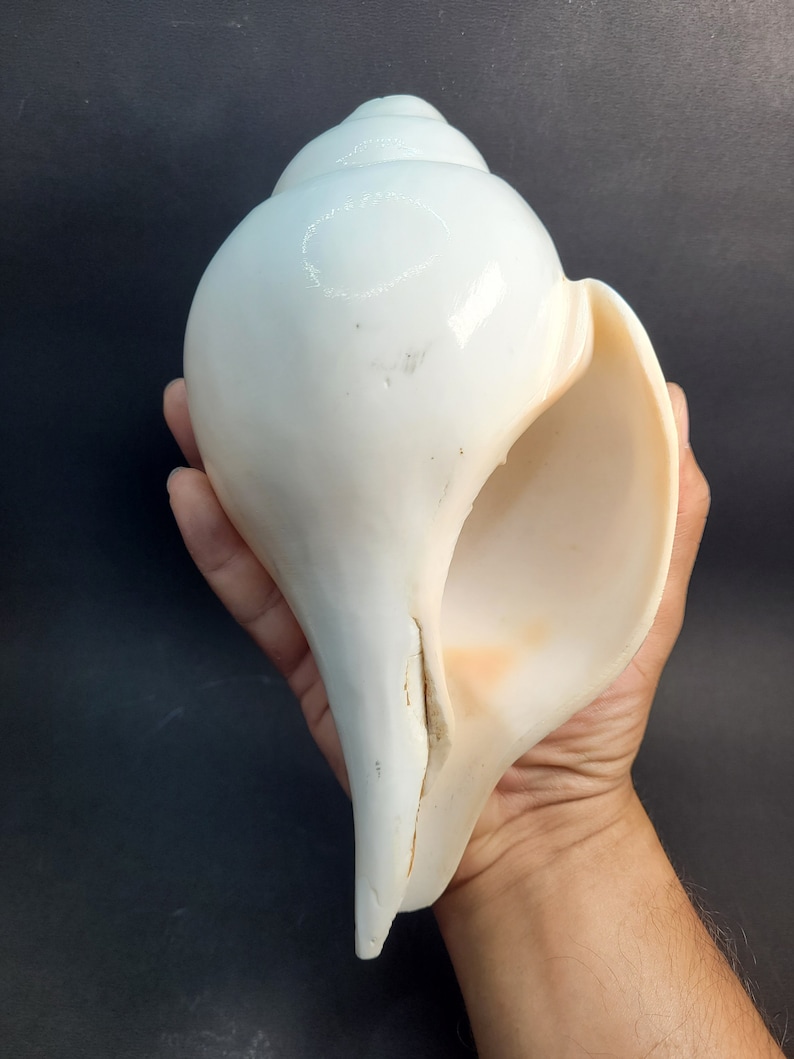Large Conch Shell | Sankha | Dhung | - Etsy