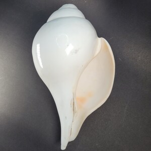 Large Conch Shell | Sankha | Dhung | - Etsy