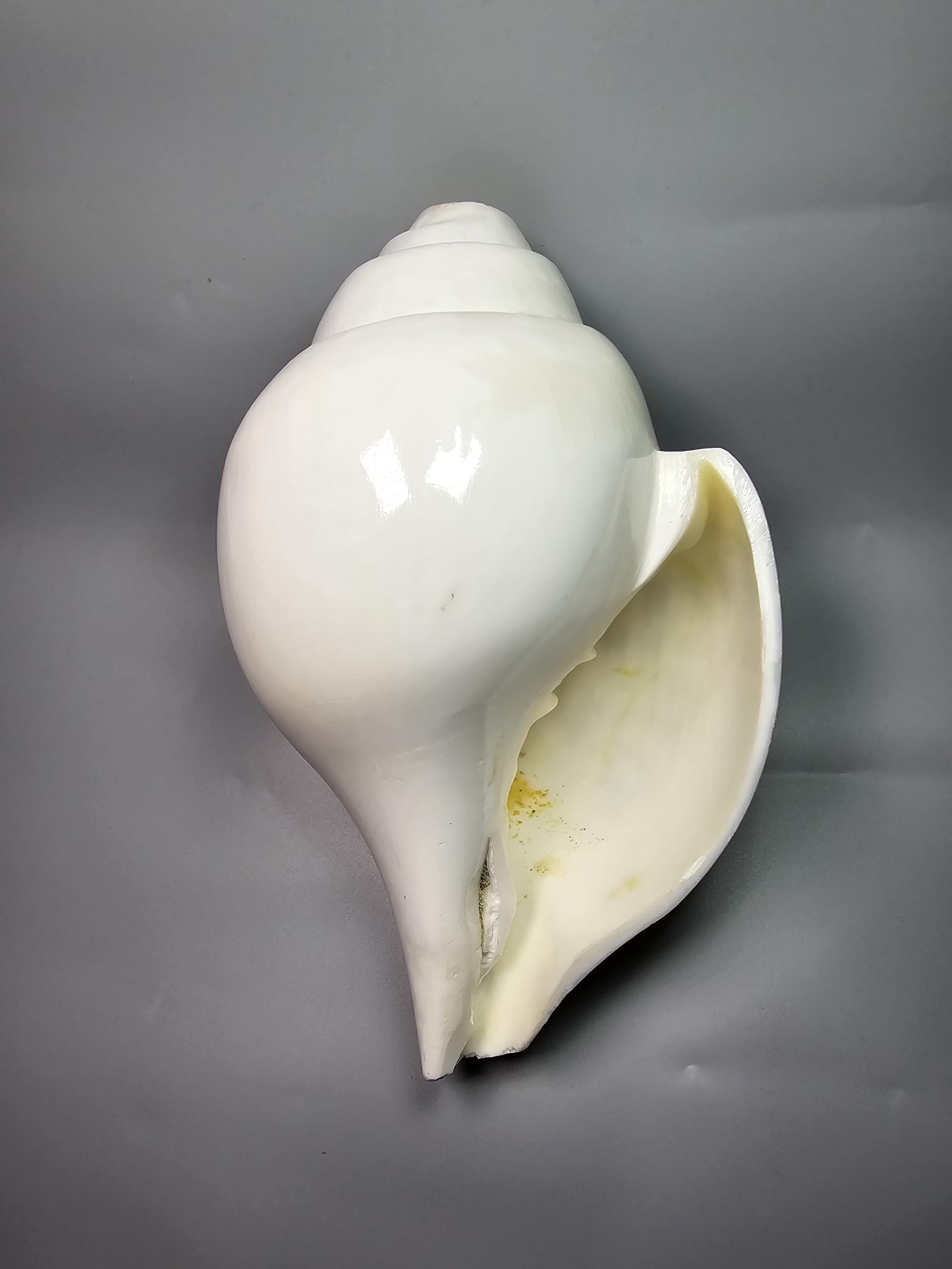 Large Conch Shell | Sankha | Dhung | - Etsy