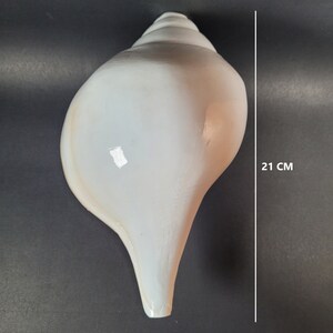 Large Conch Shell | Sankha | Dhung | - Etsy