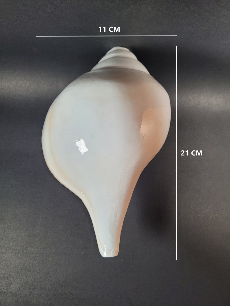 Large Conch Shell | Sankha | Dhung | - Etsy