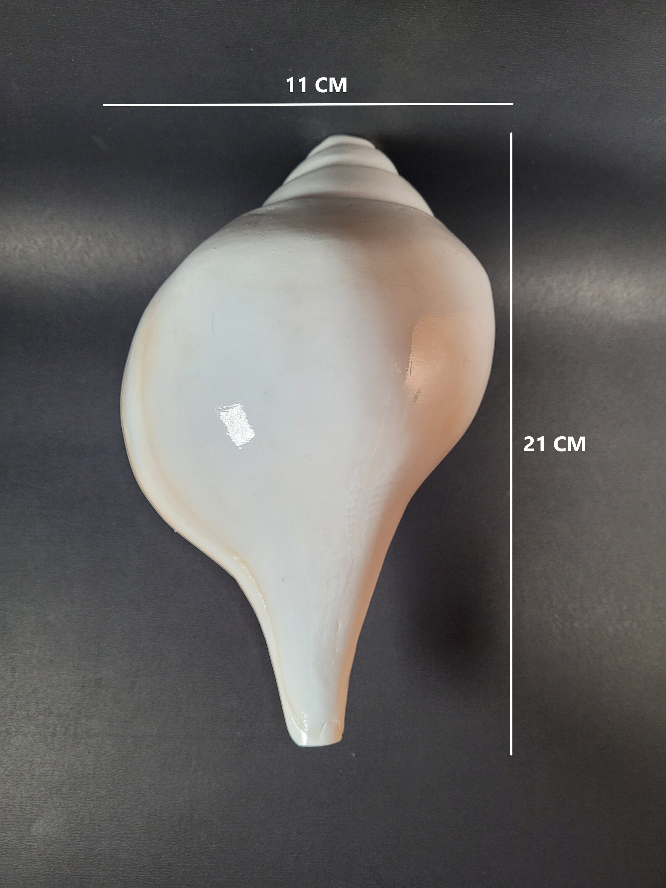 Large Conch Shell | Sankha | Dhung | - Etsy