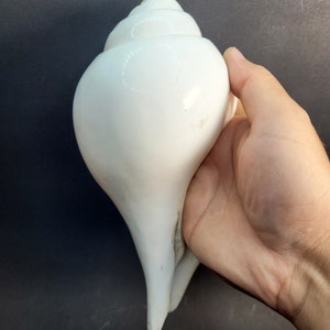 Large Conch Shell | Sankha | Dhung | - Etsy