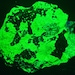 Rare Combo! UV Fluorescent Green Willemite Barite & Minor Hardystonite ...