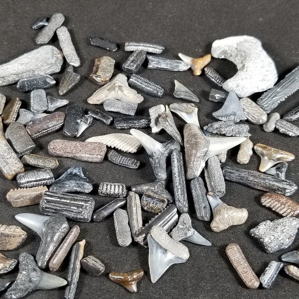 Stingray Barb - Etsy