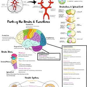 Nervous System Anatomy & Physiology Nursing Notes Bundle | Printable ...