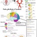 Nervous System Anatomy & Physiology Nursing Notes Bundle | Printable ...