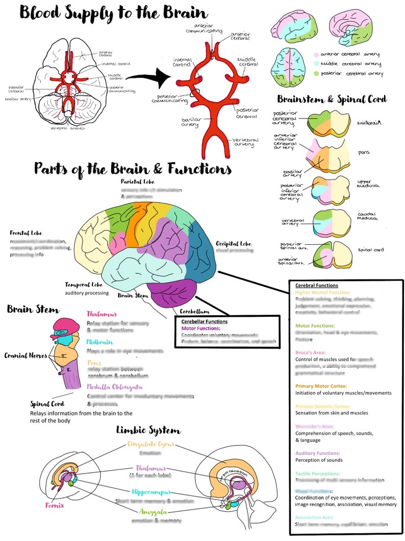Nervous System Anatomy & Physiology Nursing Notes Bundle | Printable ...