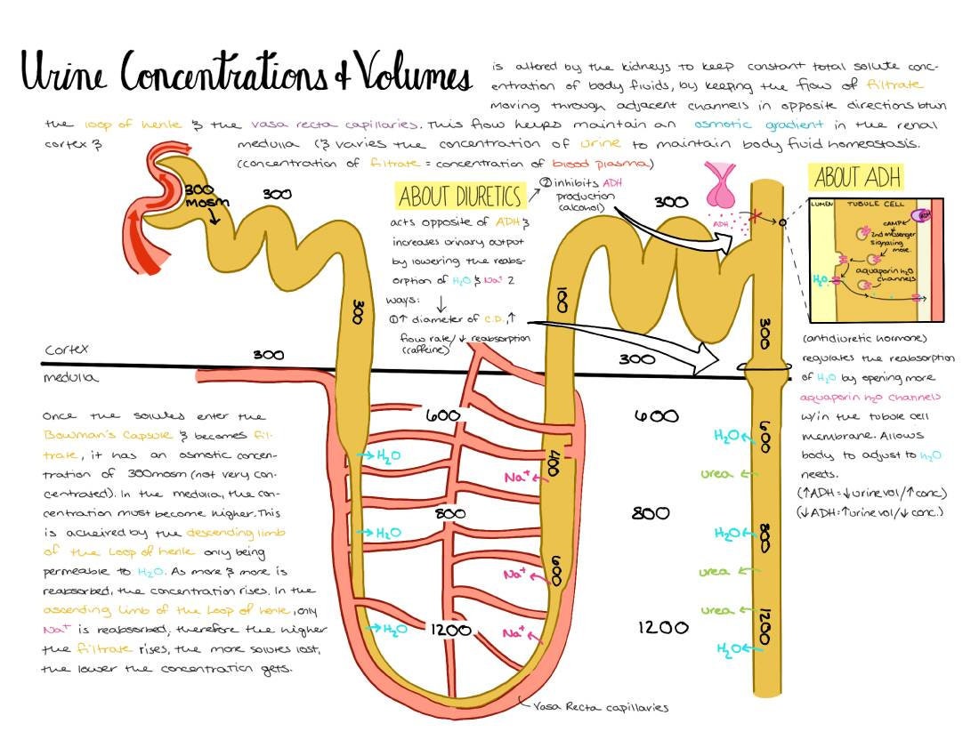 Urinary System Nursing Bundle Anatomy & Physiology Study Guide NCLEX ...