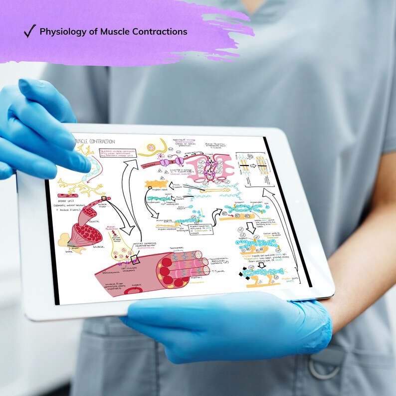 Orthopedic Nursing Notes Bundle | Musculoskeletal System Anatomy ...