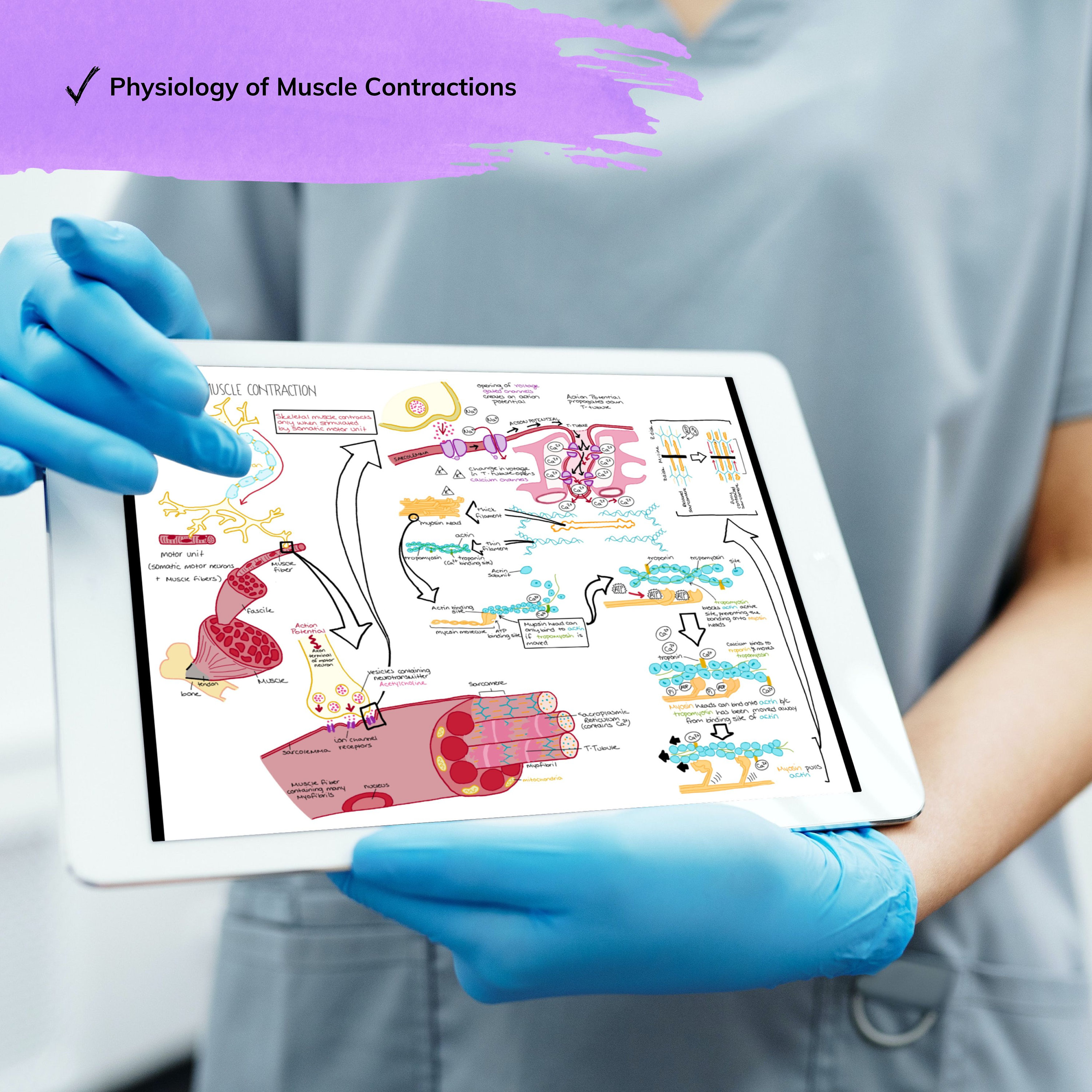 Orthopedic Nursing Notes Bundle | Musculoskeletal System Anatomy ...