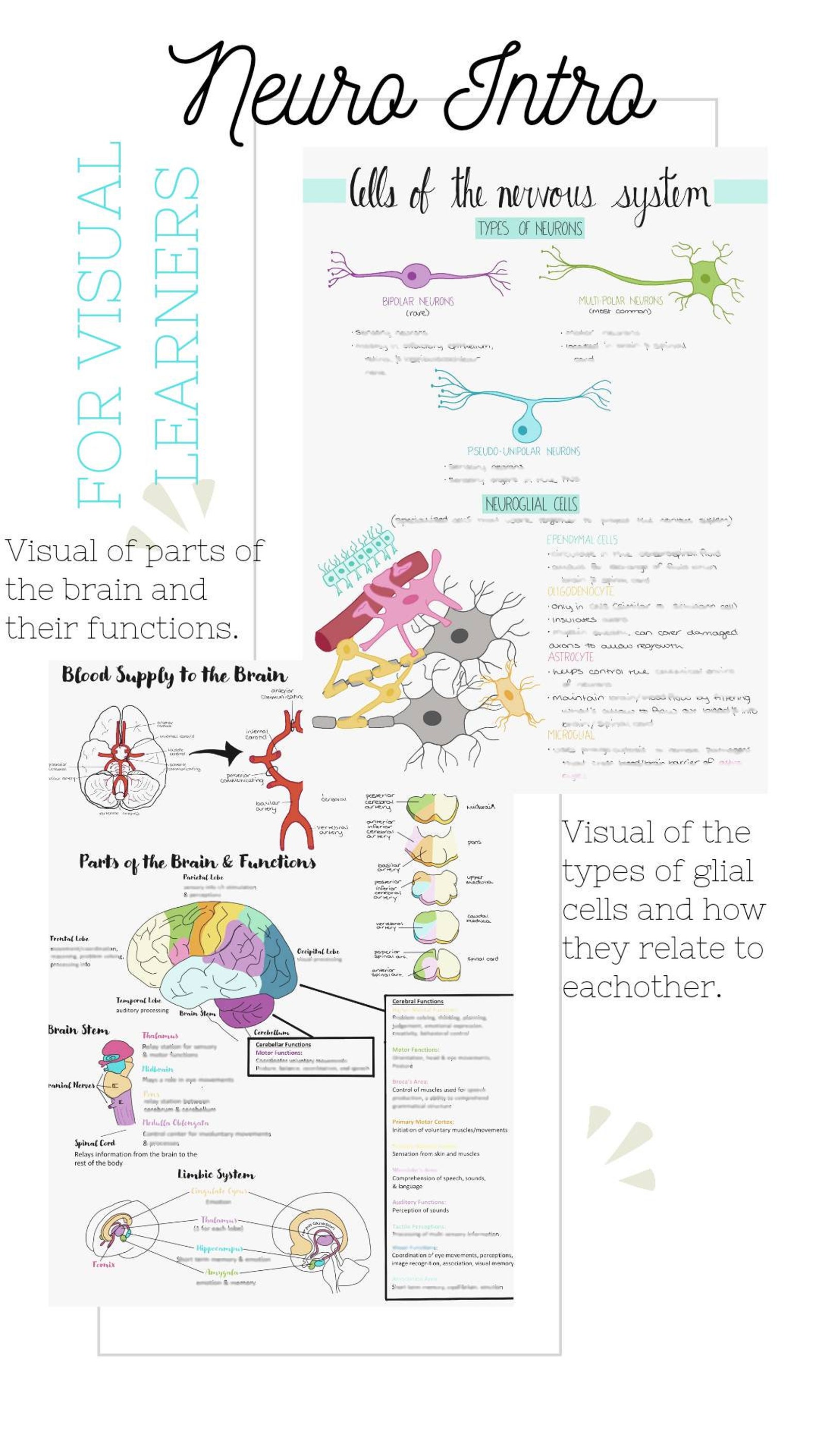Nervous System Anatomy & Physiology Nursing Notes Bundle | Printable ...