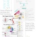 Nervous System Anatomy & Physiology Nursing Notes Bundle | Printable ...