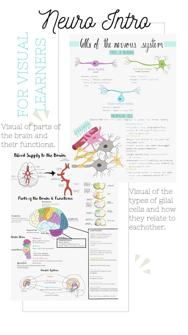 Nervous System Anatomy & Physiology Nursing Notes Bundle | Printable ...
