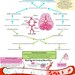 Nervous System Anatomy & Physiology Nursing Notes Bundle | Printable ...
