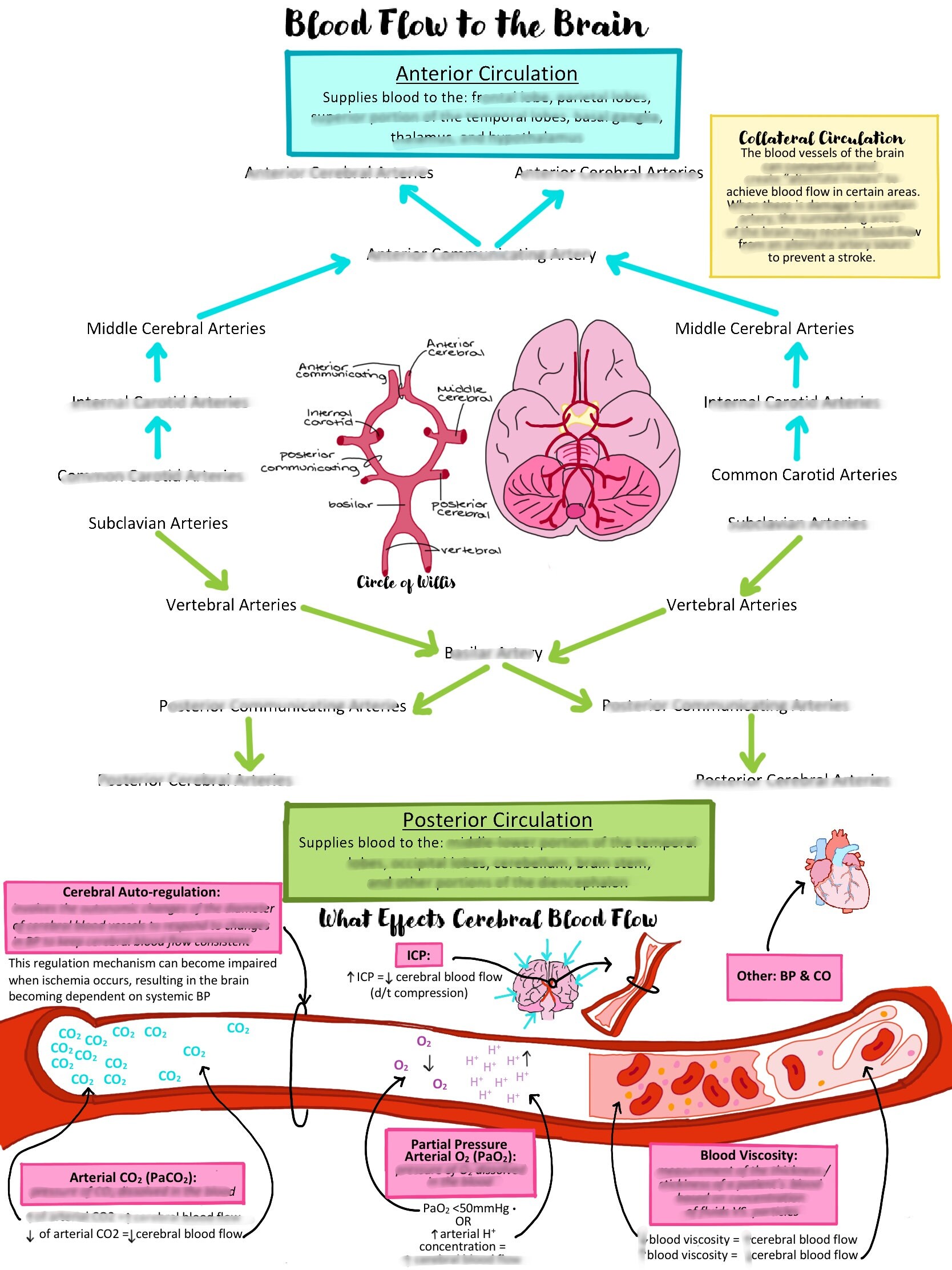 Nervous System Anatomy & Physiology Nursing Notes Bundle | Printable ...