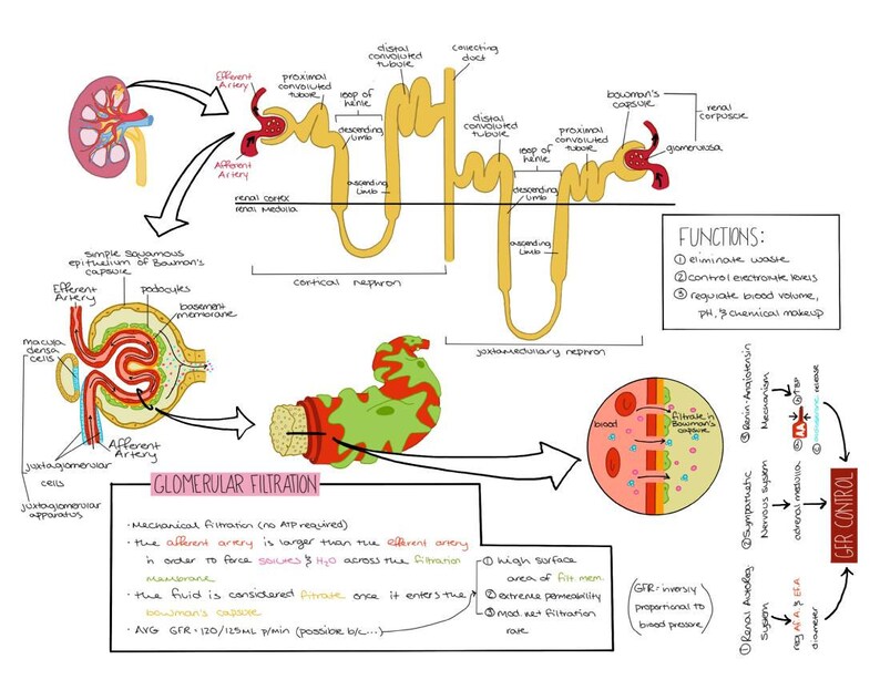 Urinary System Nursing Bundle Anatomy & Physiology Study Guide NCLEX ...