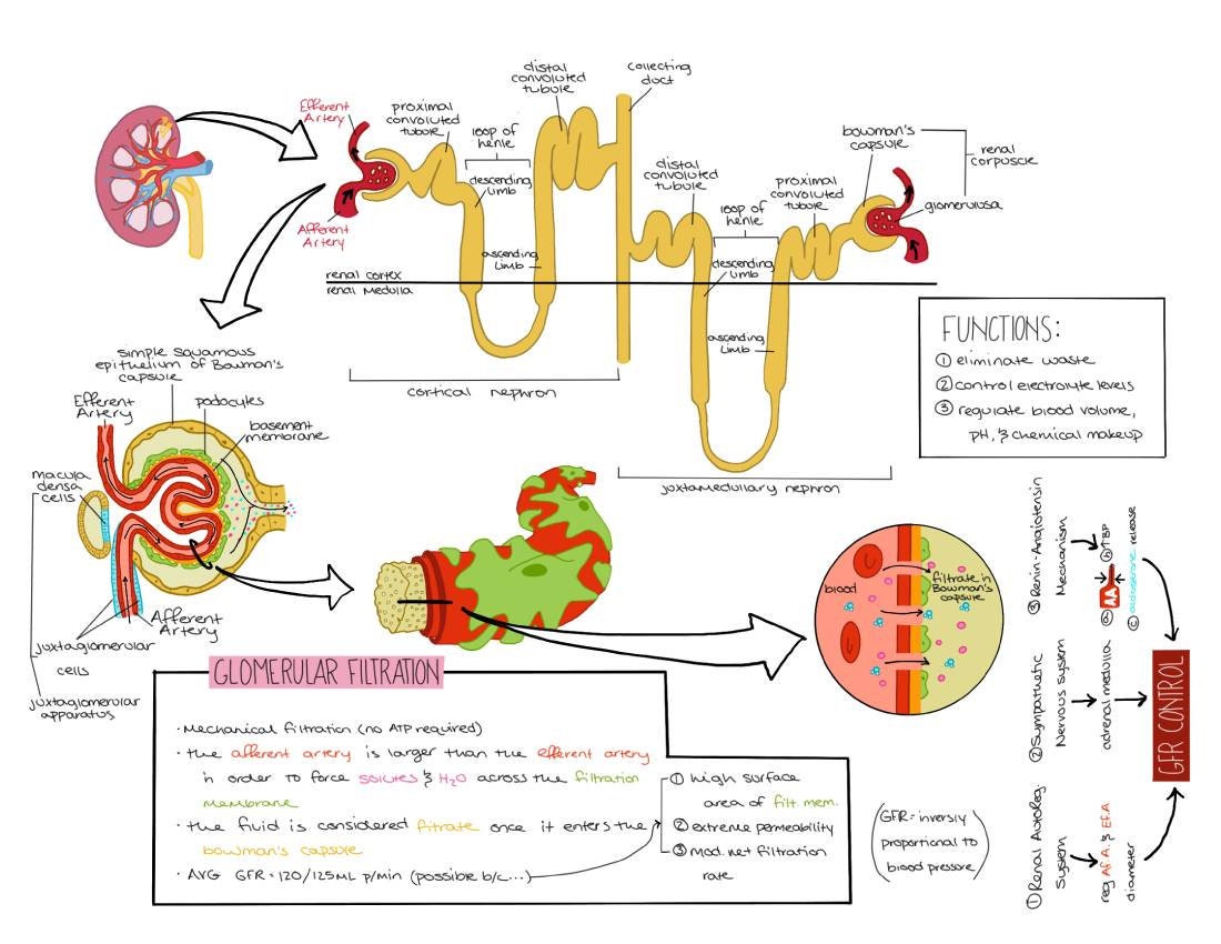 Urinary System Nursing Bundle Anatomy & Physiology Study Guide NCLEX ...
