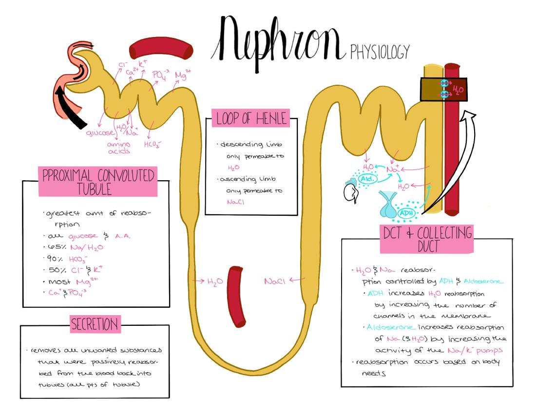 Urinary System Nursing Bundle Anatomy & Physiology Study Guide NCLEX ...