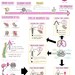 Nervous System Anatomy & Physiology Nursing Notes Bundle | Printable ...