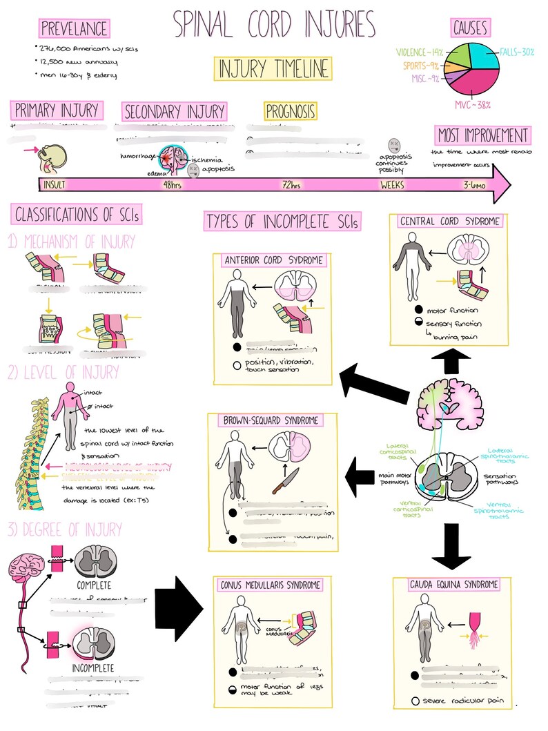 Nervous System Anatomy & Physiology Nursing Notes Bundle | Printable ...