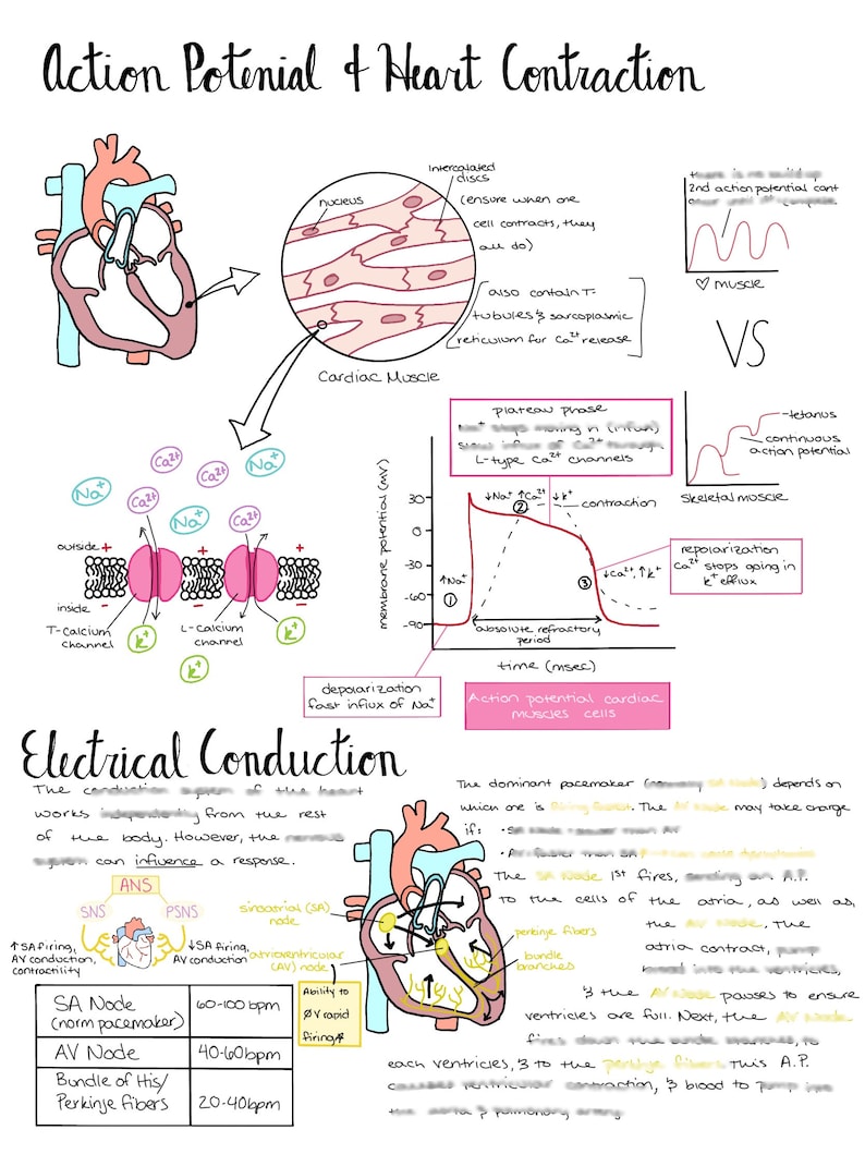 Cardiac NURSING BUNDLE Cardiovascular System NCLEX Cheat Sheet 9 Pages ...
