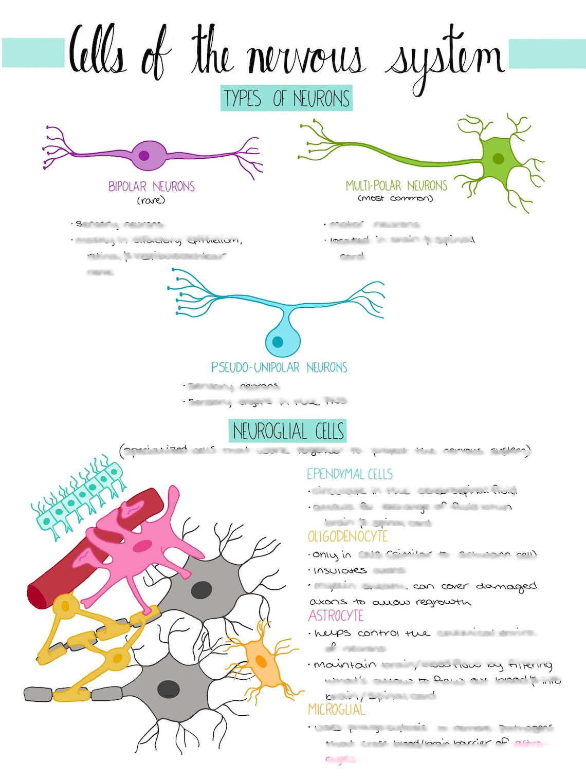 Nervous System Anatomy & Physiology Nursing Notes Bundle - Etsy UK