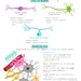 Nervous System Anatomy & Physiology Nursing Notes Bundle | Printable ...