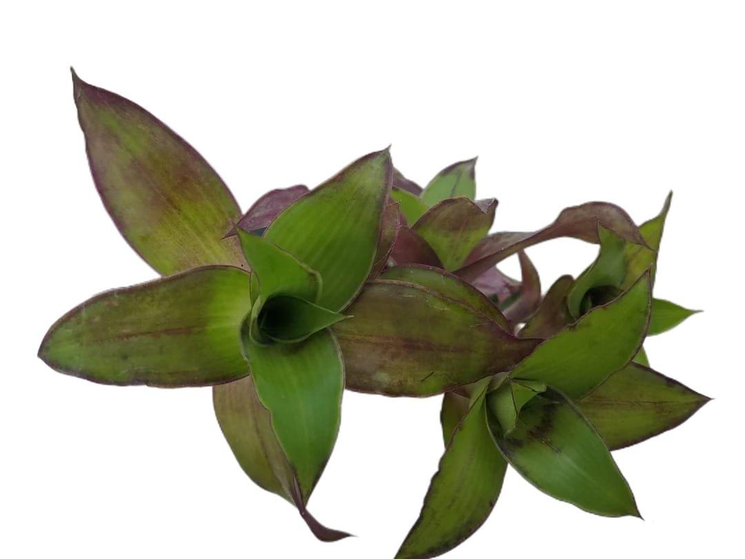 2 Callisia Fragrans Cuttings (turtle Vine, Inch Plant, Basket Plant ...