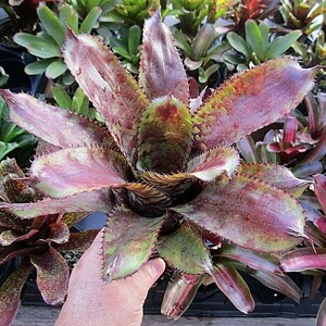 Aechmea Orlandiana 'dark/red Form' (rainbow) BROMELIAD Stunning Offset ...