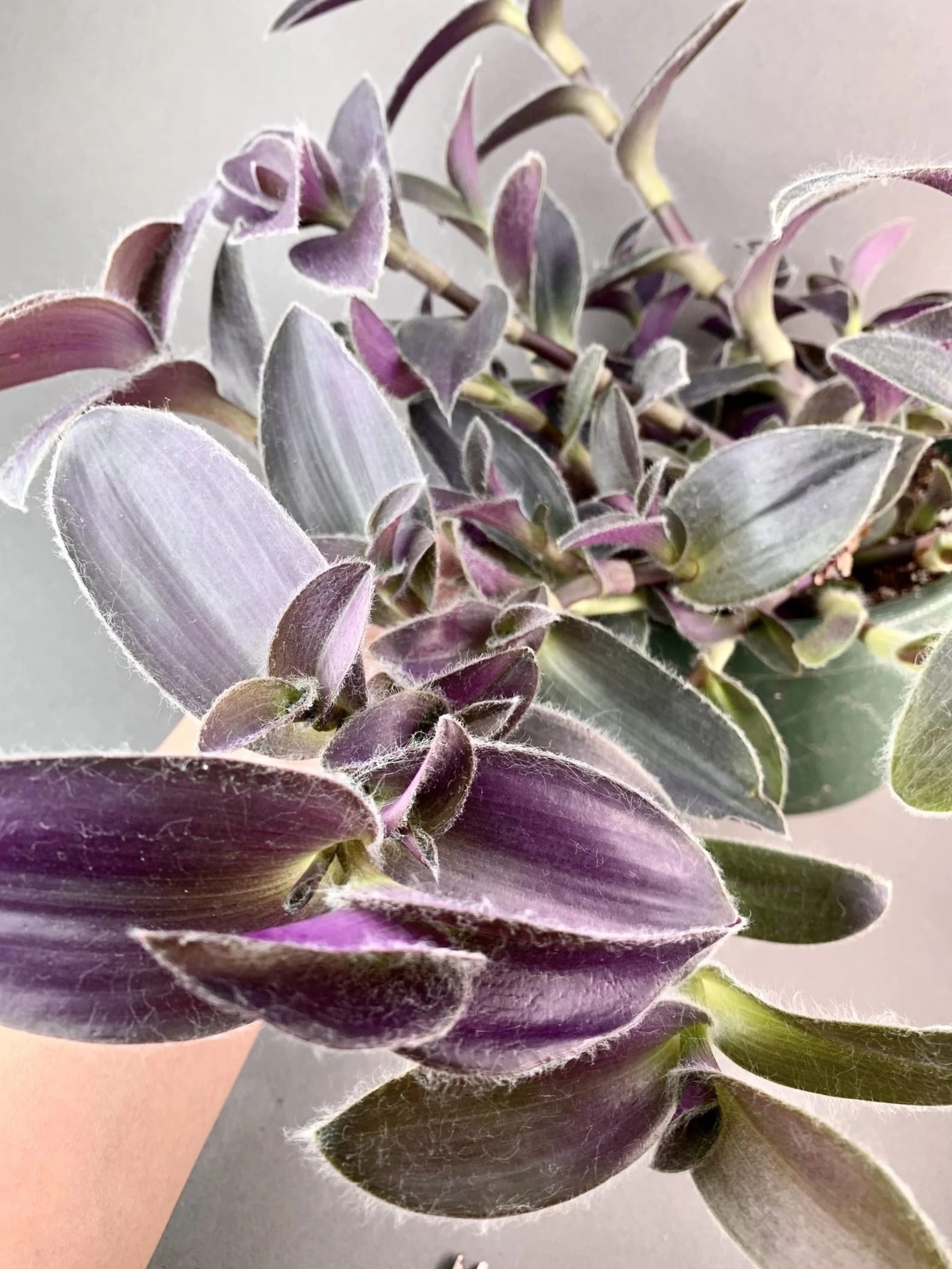 Tradescantia Setcreasea Pallida 'pale Puma' Purple | Etsy