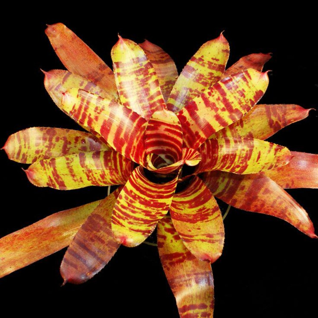 Rare and Exotic: Neoregelia 'blushing Tiger' Colorful Offset for Sale ...