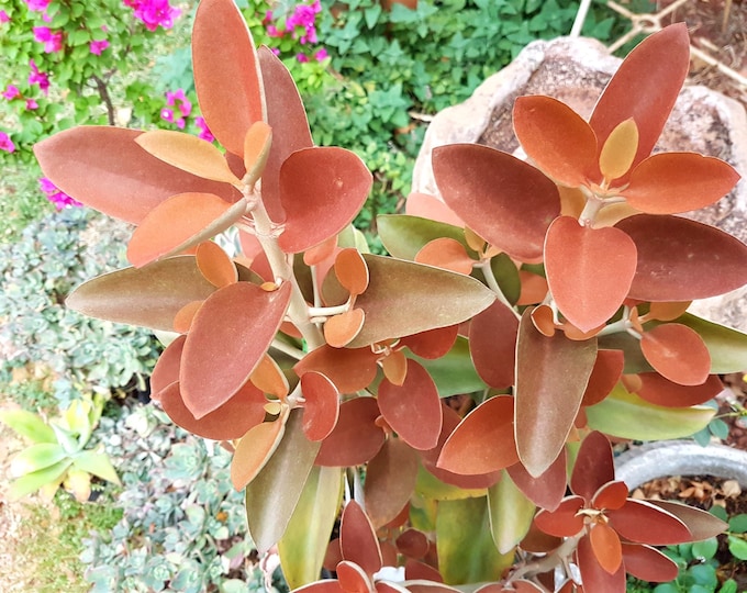 Kalanchoe Copper Spoons Orgyalis Succulent Huge 7+" Succulent Cutting ...