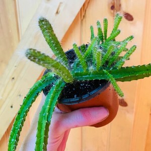 Dog Tail Cactus in 2.5" Pot (strophocactus Testudo, Selenicereus or ...
