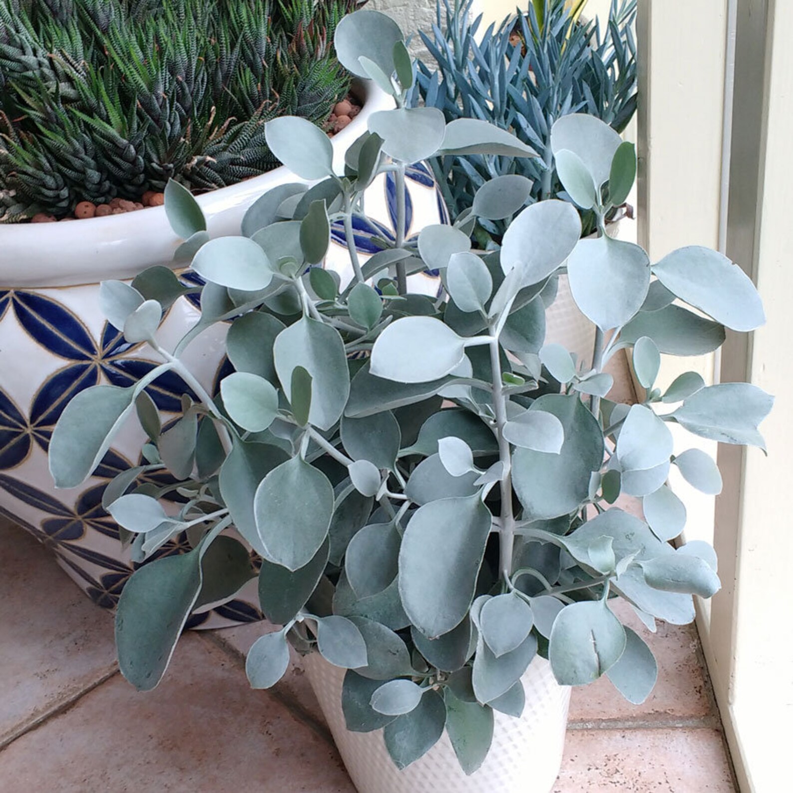 Silver Teaspoon Succulent Kalanchoe Hildebrandtii Silver Grey White