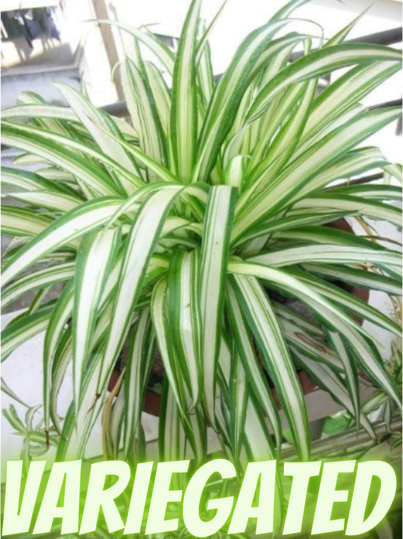 4 Potted Varieties of Spider Plants (chlorophytum Comosum)- Zebra Grass ...