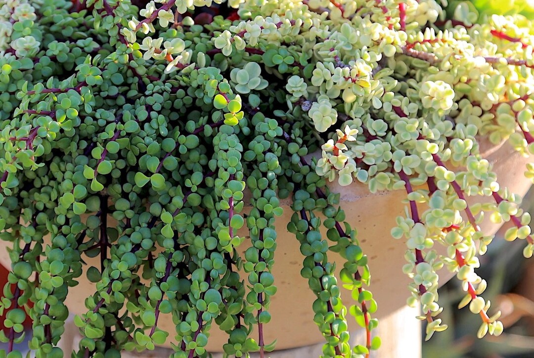 Combo Portulacaria Afra Green and Variegated (rainbow Bush)- Elephant ...