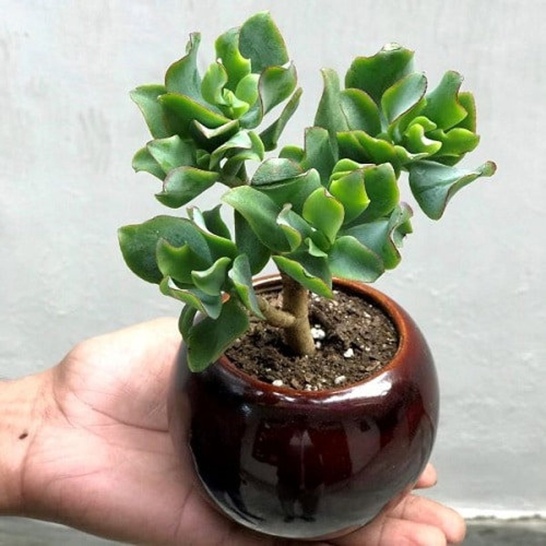 Ripple Jade 'blue Bird' (crassula Arborescens Undulatifolia), Curly ...