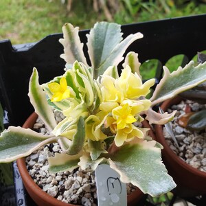 Rare Kalanchoe Laciniata chicken Feet Variegated, Succulent Live Plant ...