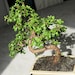 Combo Portulacaria Afra Green and Variegated (rainbow Bush)- Elephant ...