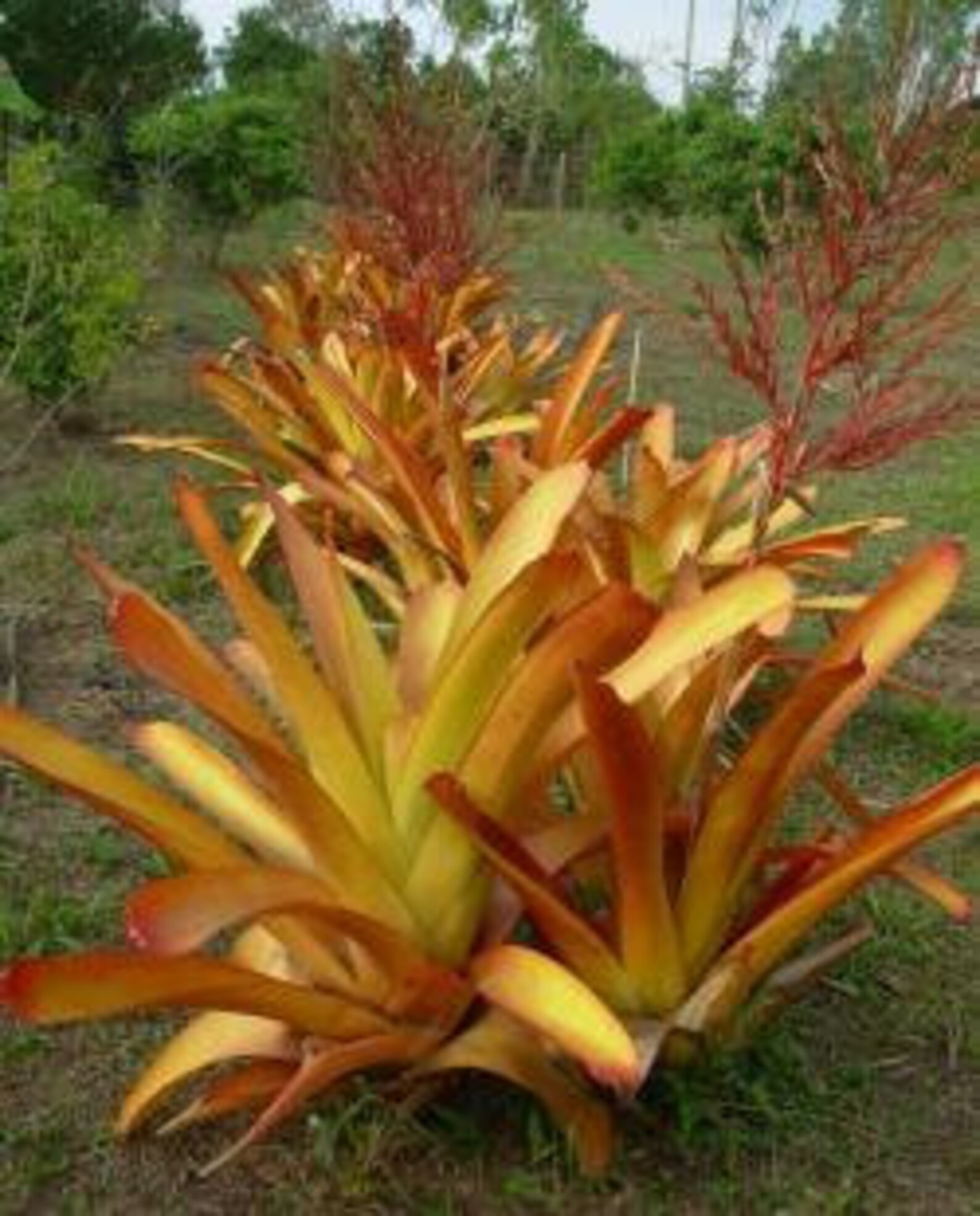 Orange Bromeliad Aechmea Blanchetiana 'red Raspberry ' FULL SUN! Giant ...